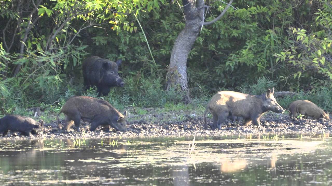 Woman Killed by Feral Hogs Outside Texas Home | News Talk WBAP-AM Woman Killed by Feral Hogs Outside Texas Home | News Talk WBAP-AM